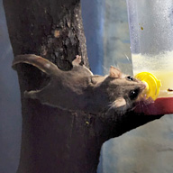 Mammals