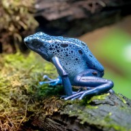 Blue Poison Dart Frog Habitat