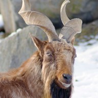 Mammals