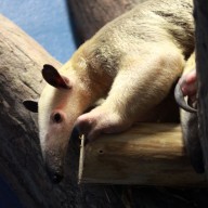 Mammals