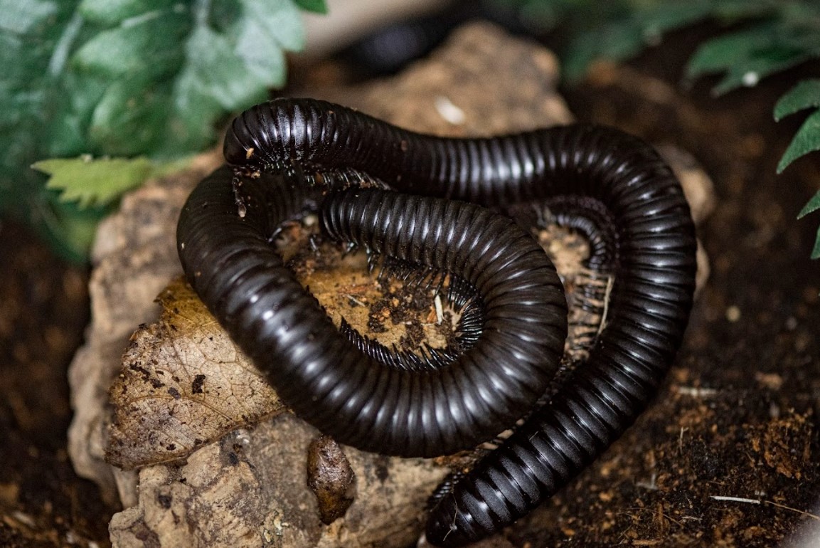 African Giant Millipede