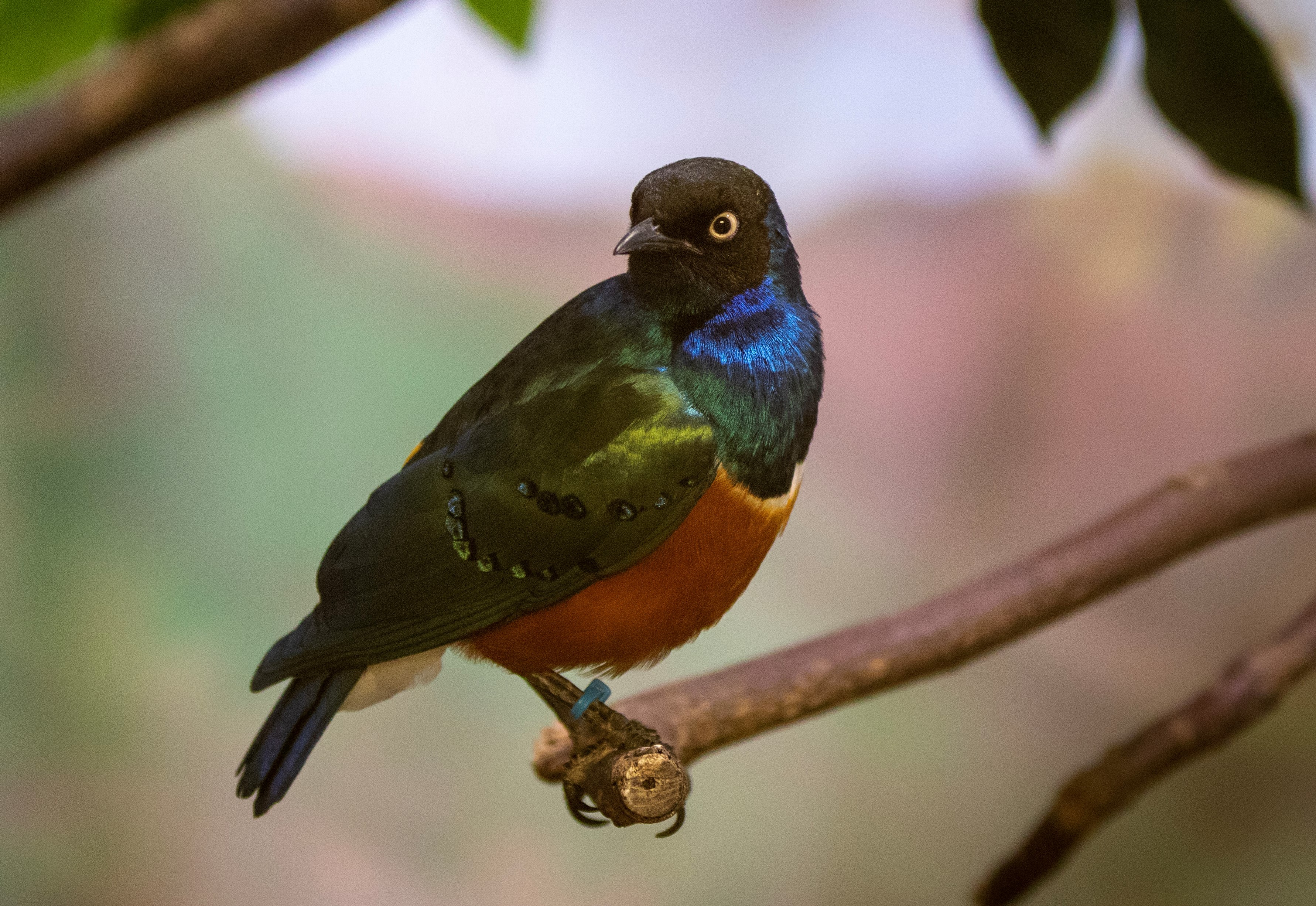 Super Starling Superb Starling