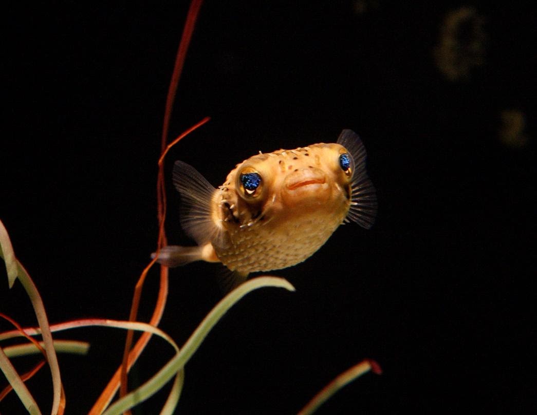 Baby Porcupine Puffer Fish