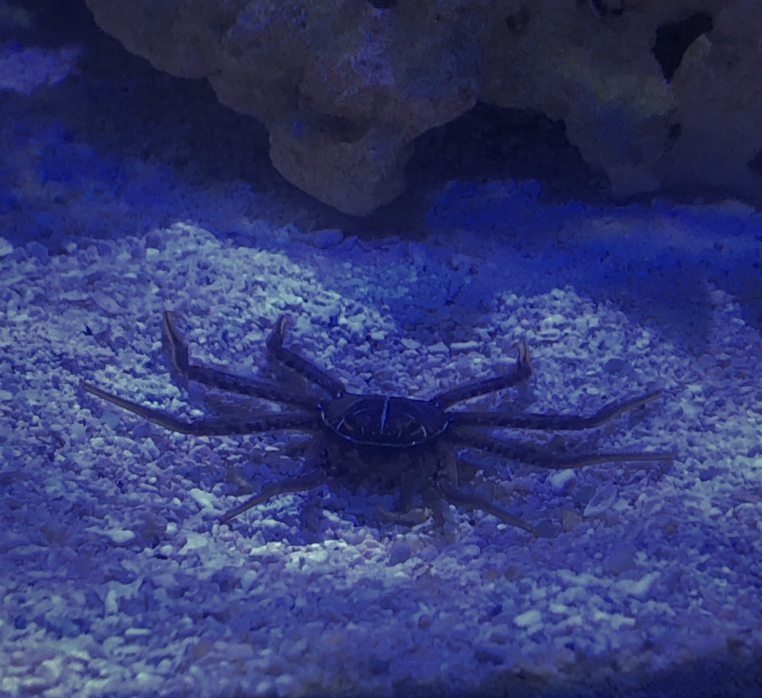 Sally Lightfoot Crab