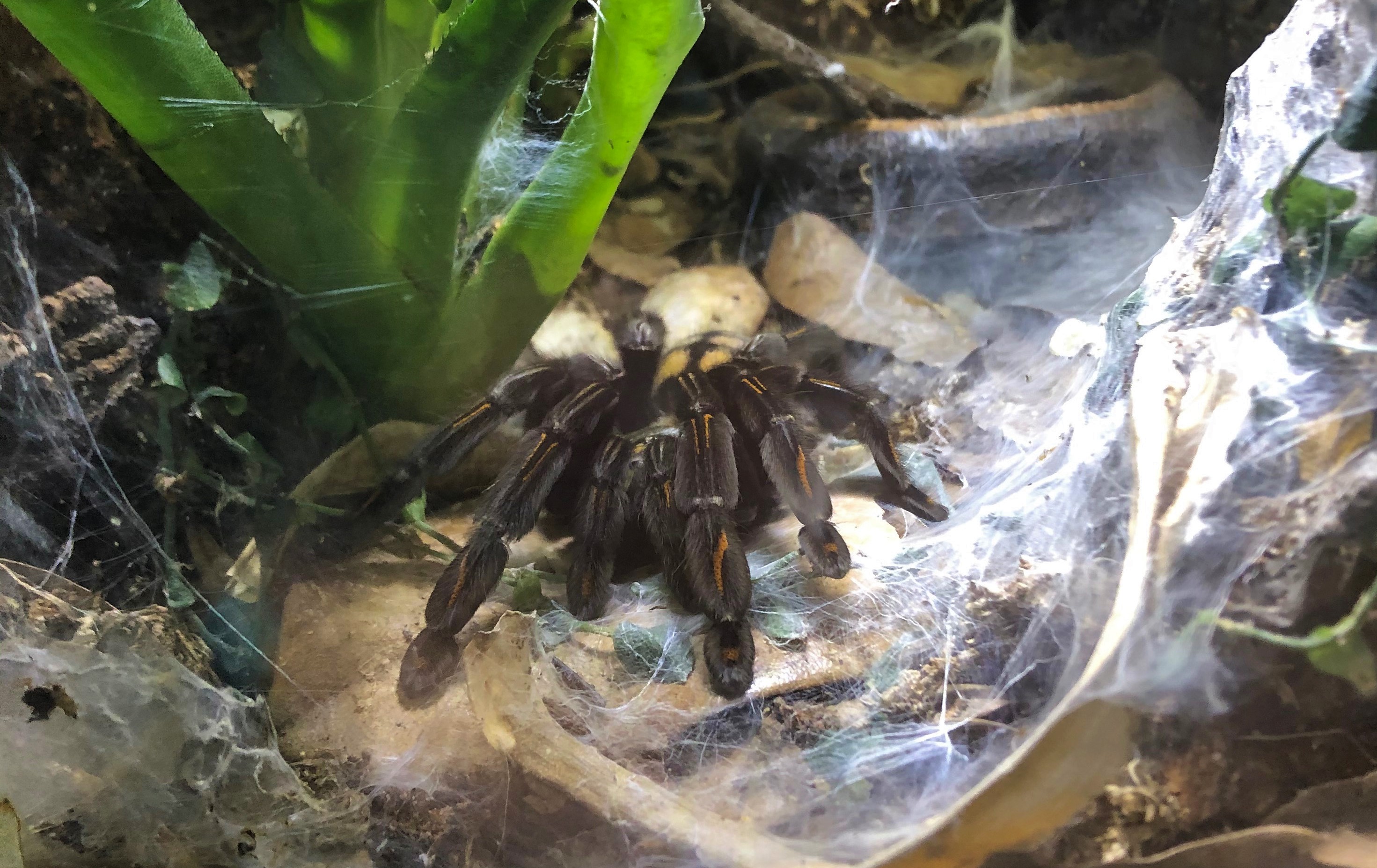 suntiger tarantula lifespan