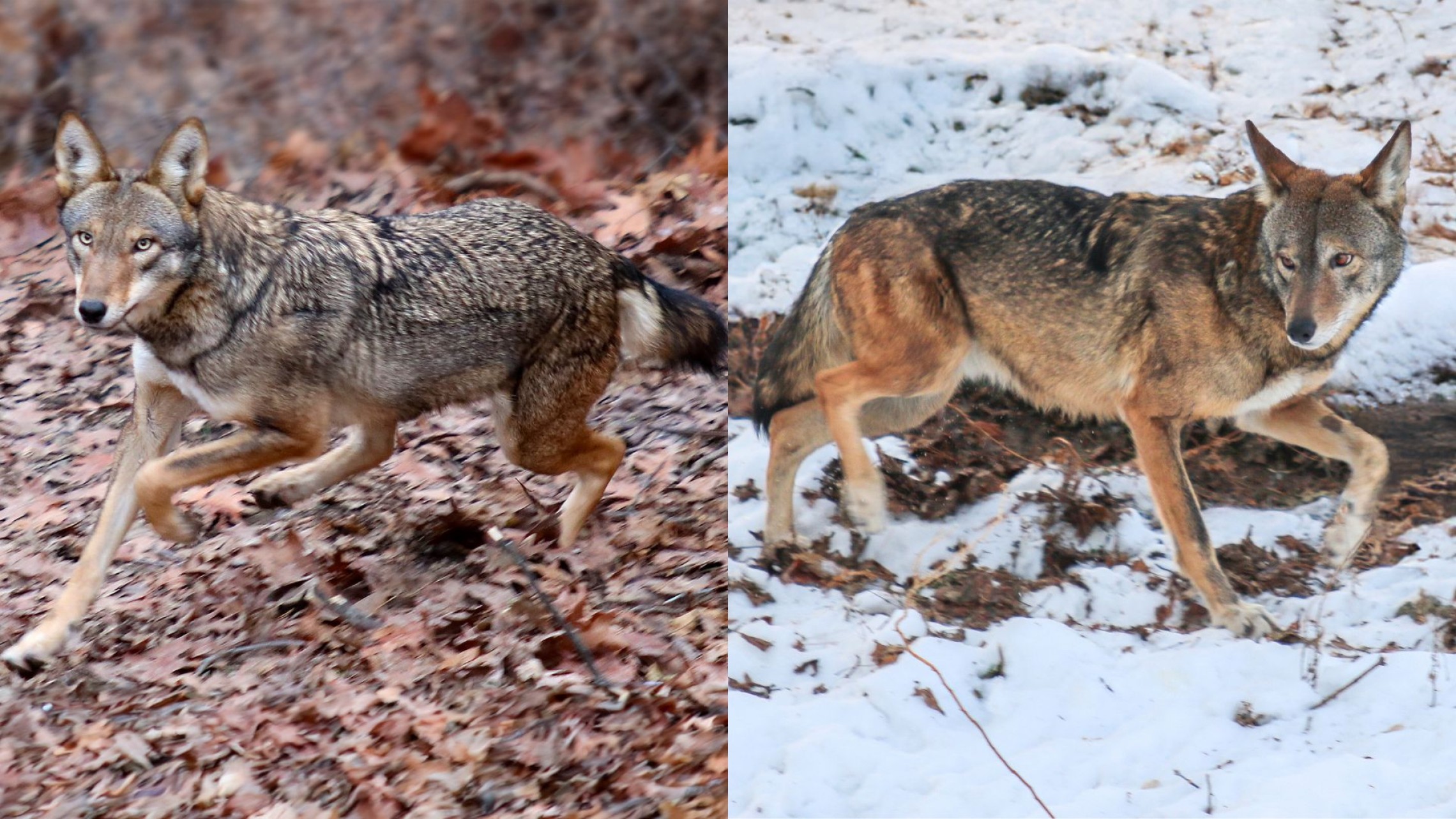 Howling for Habitat Sponsorship: Announcing the Matthews Auto Group Red ...