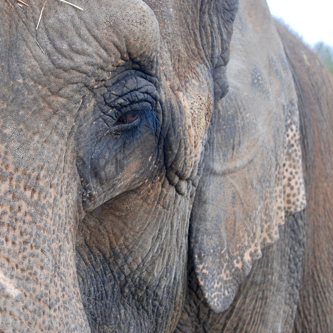 Home [www.rosamondgiffordzoo.org]
