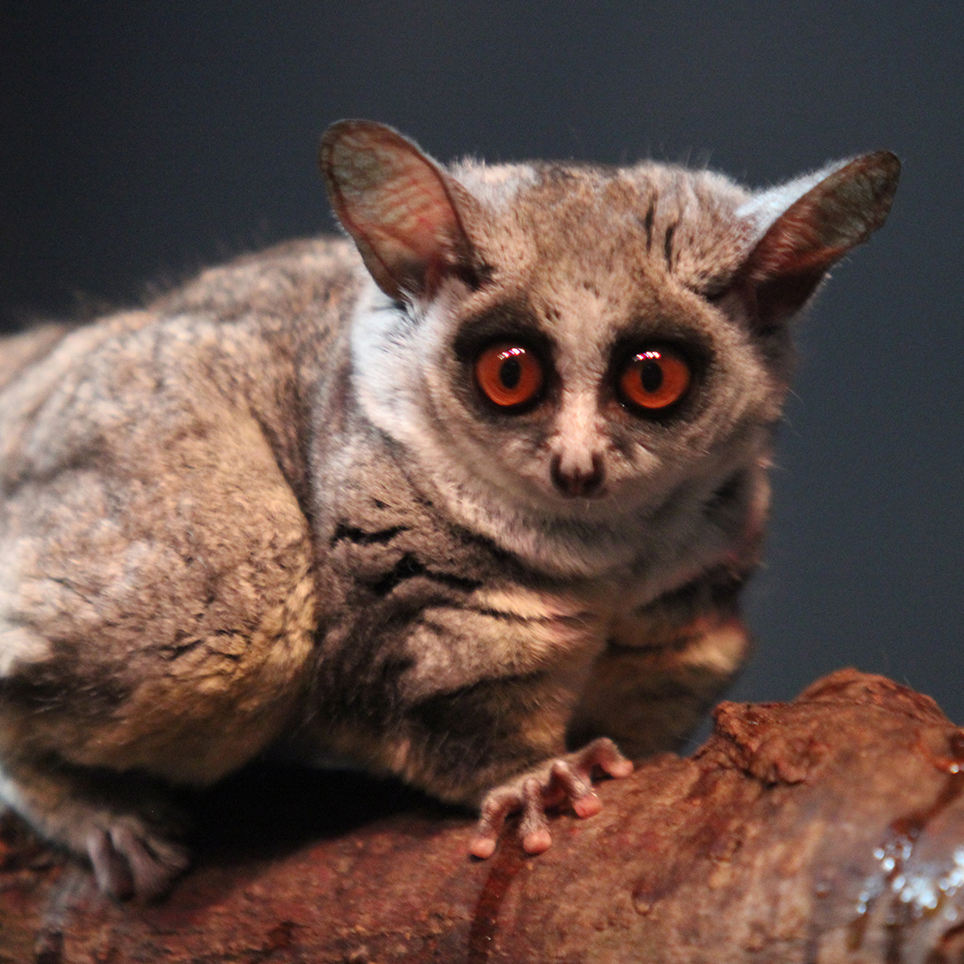 Home [www.rosamondgiffordzoo.org]