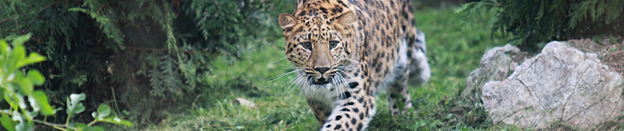 Amur Leopard Habitat Forest
