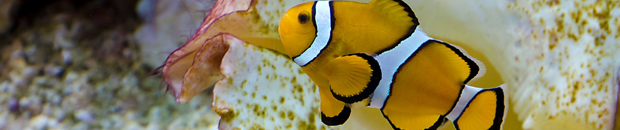 Clown Fish Habitat Maps