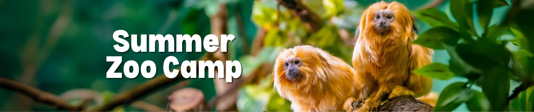 Summer Zoo Camp