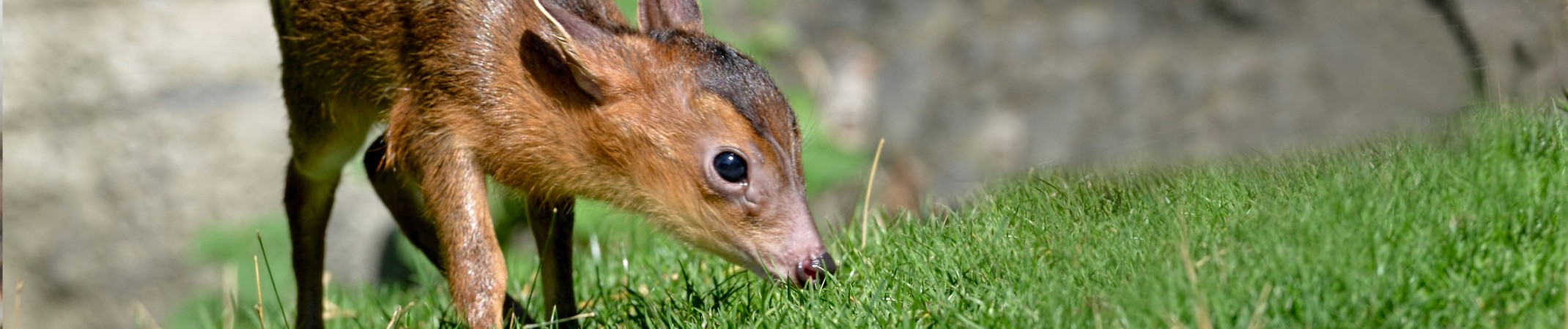 Baby Muntjac Deer