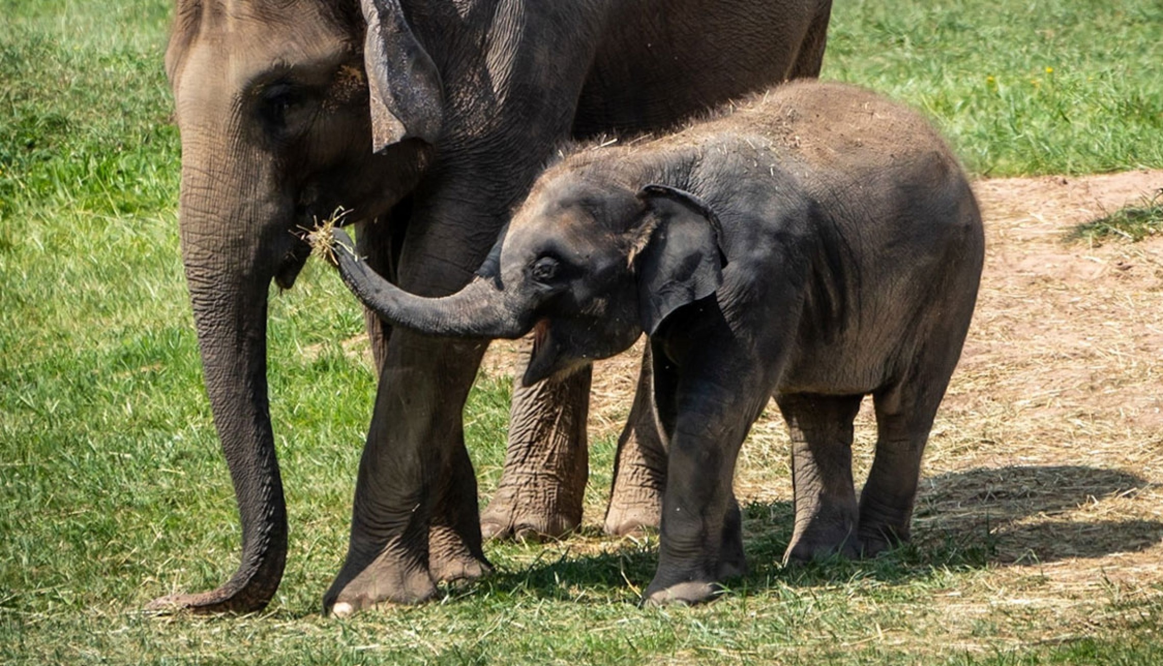 Rosamond Gifford Zoo Mourns Loss of Elephant Calf to Herpes Virus